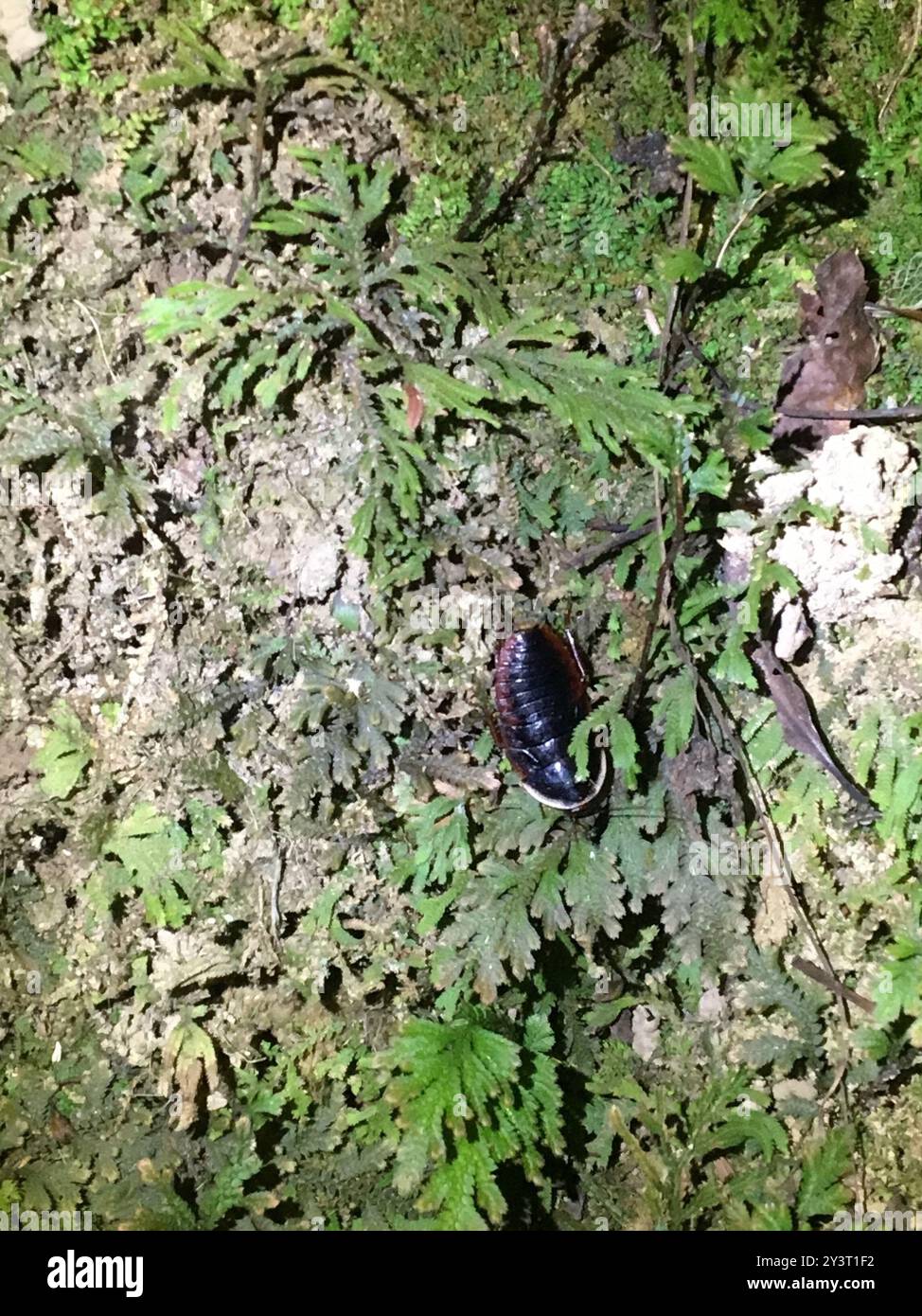 Amphibious Litter Cockroach (Opisthoplatia orientalis) Insecta Stock ...