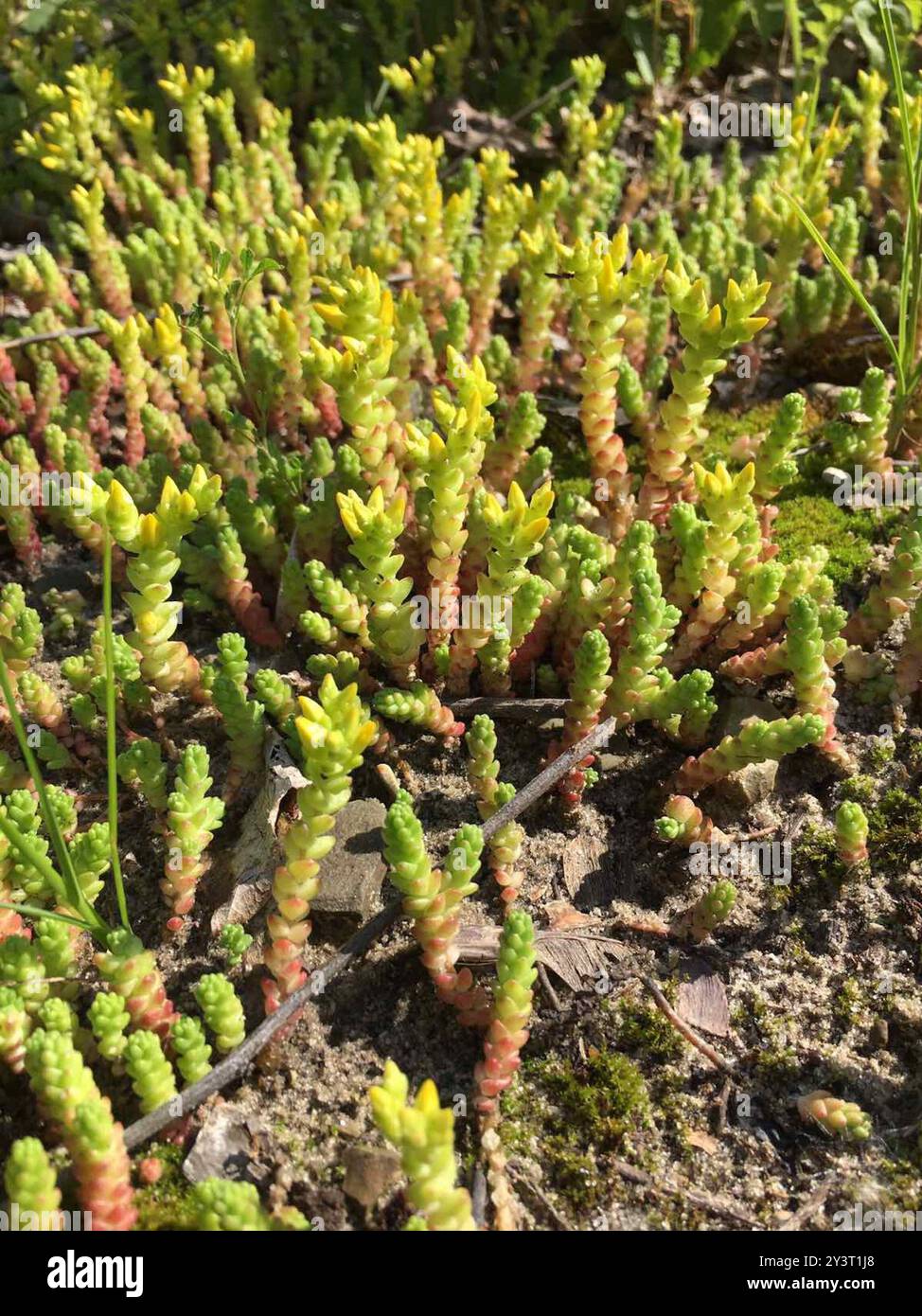Biting Stonecrop (Sedum acre) Plantae Stock Photo - Alamy