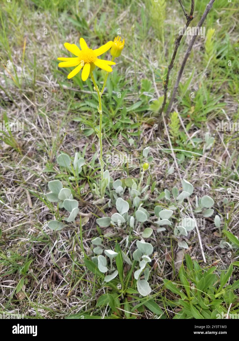 woolly groundsel (Packera cana) Plantae Stock Photo - Alamy