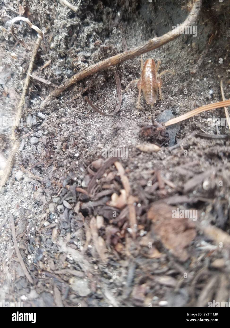 Camel Crickets (Ceuthophilus) Insecta Stock Photo - Alamy