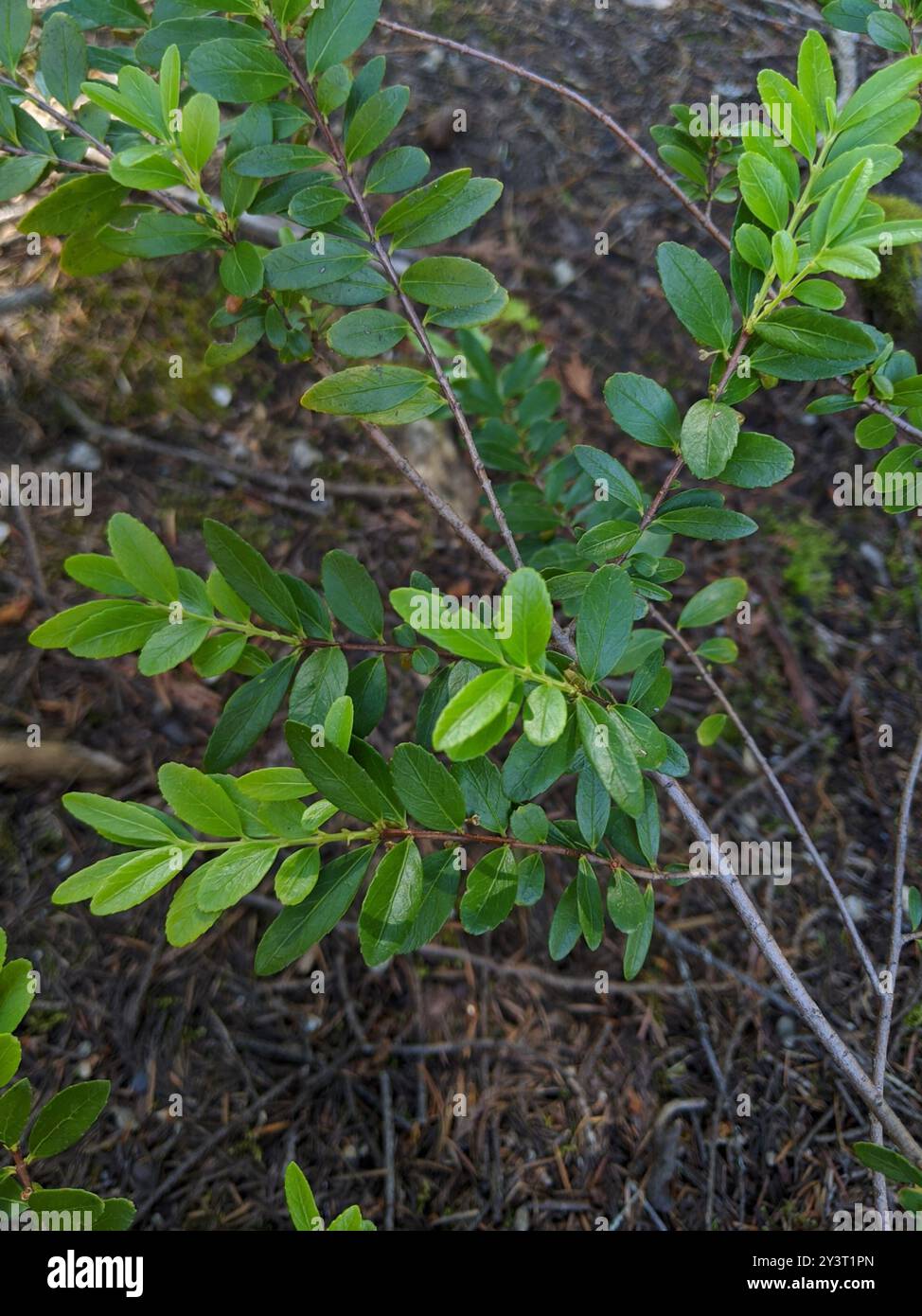 Oregon Boxwood (Paxistima myrsinites) Plantae Stock Photo - Alamy