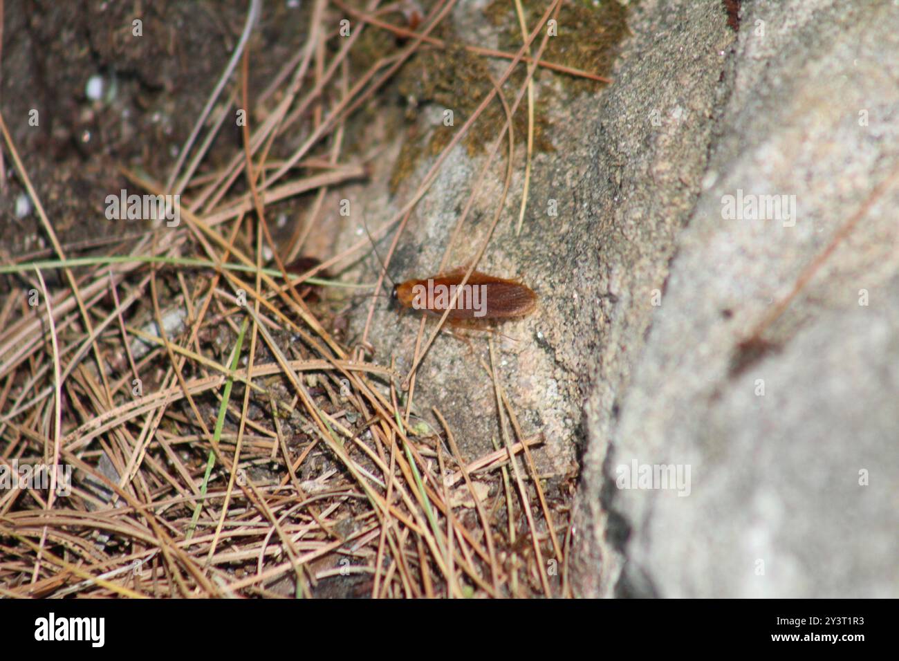 North American Wood Cockroaches (Parcoblatta) Insecta Stock Photo - Alamy