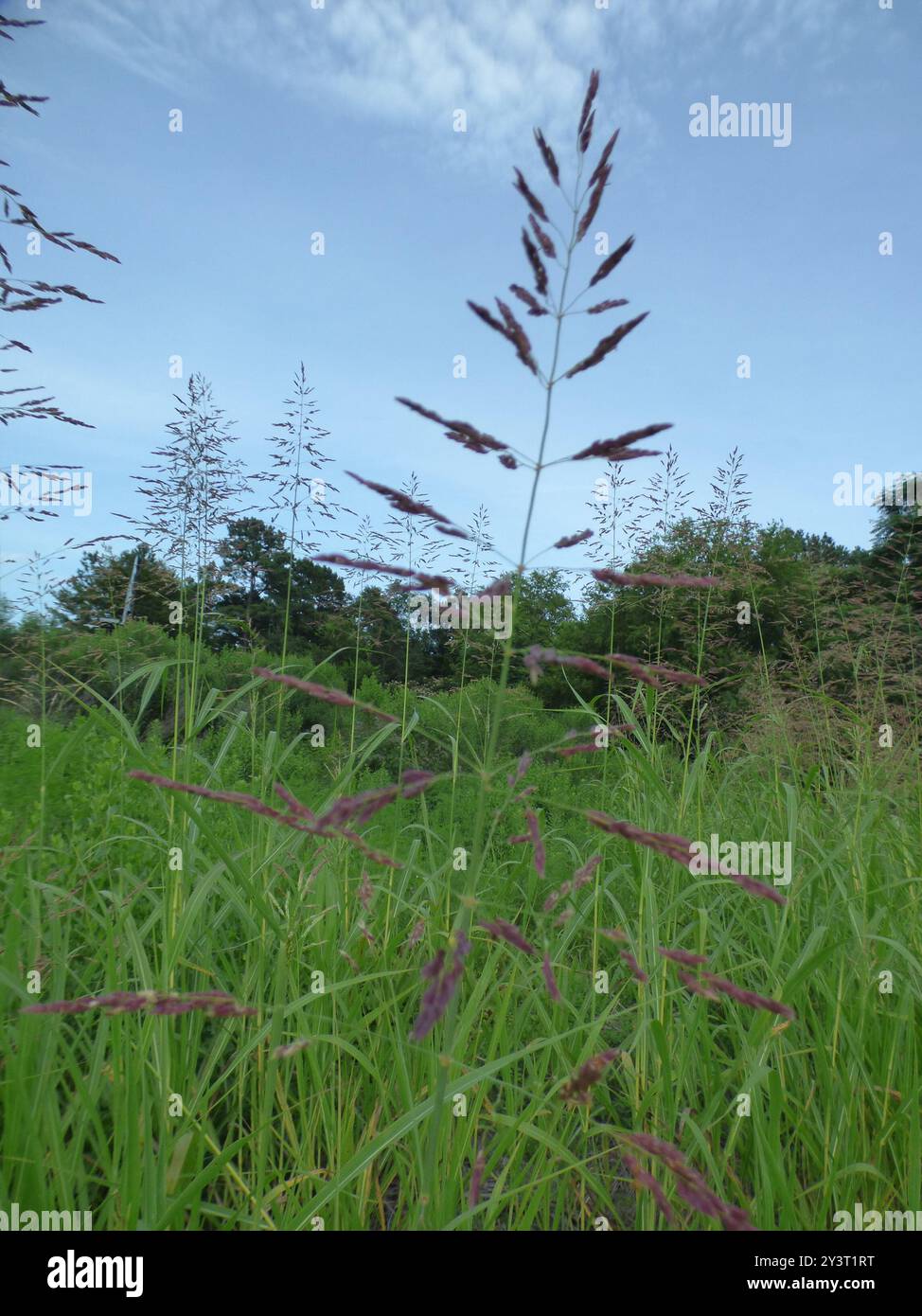 Johnson grass (Sorghum halepense) Plantae Stock Photo - Alamy