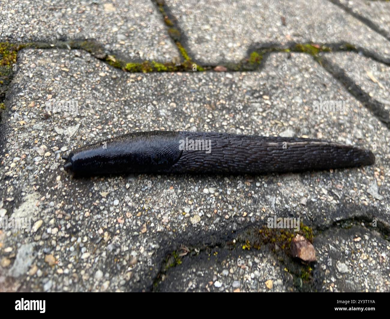 Ash-black Slug (Limax cinereoniger) Mollusca Stock Photo - Alamy