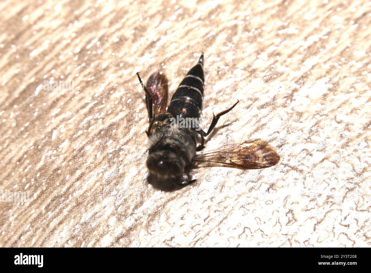 Shiny-vented Sharp-tail Bee (Coelioxys inermis) Insecta Stock Photo - Alamy