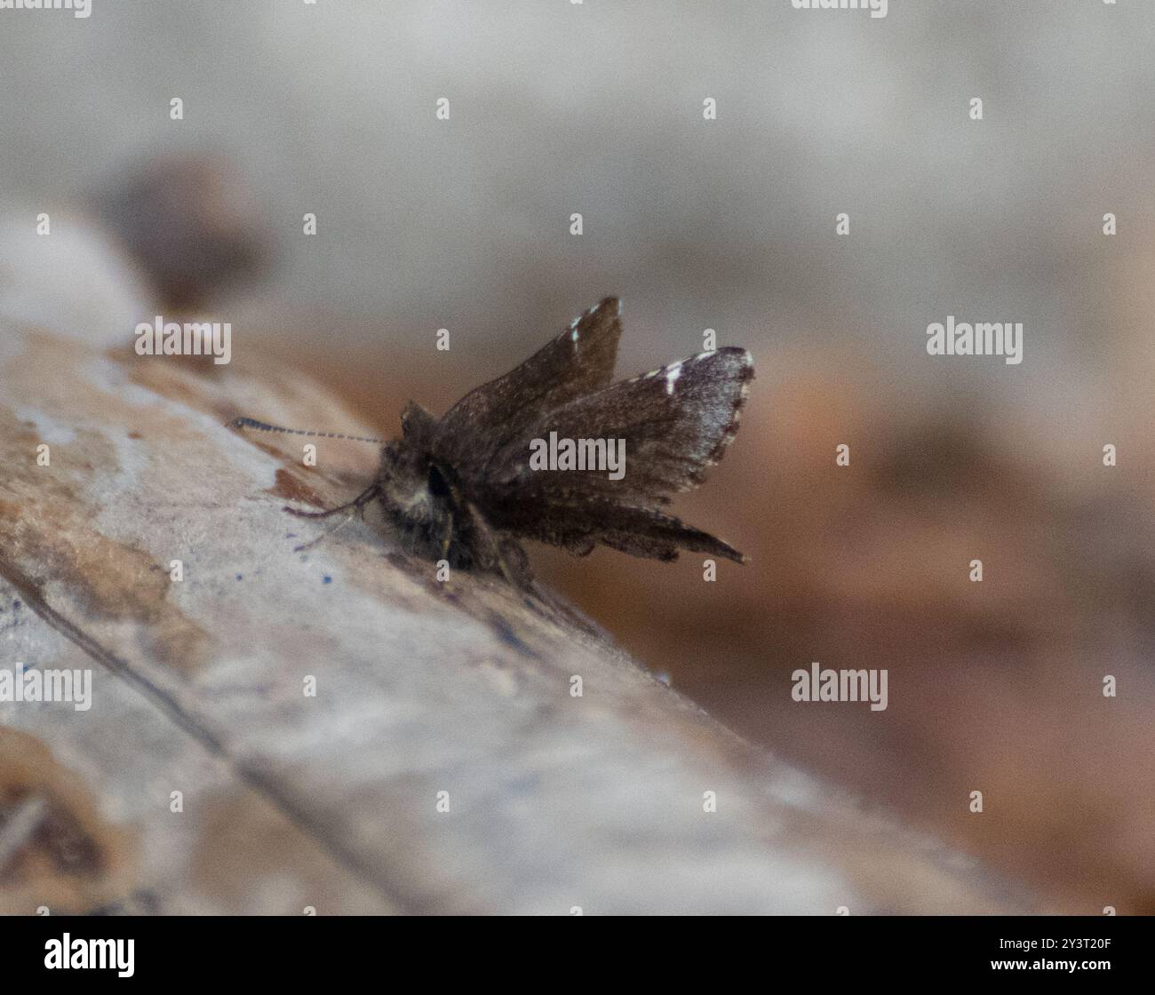 Common Roadside-Skipper (Amblyscirtes vialis) Insecta Stock Photo - Alamy