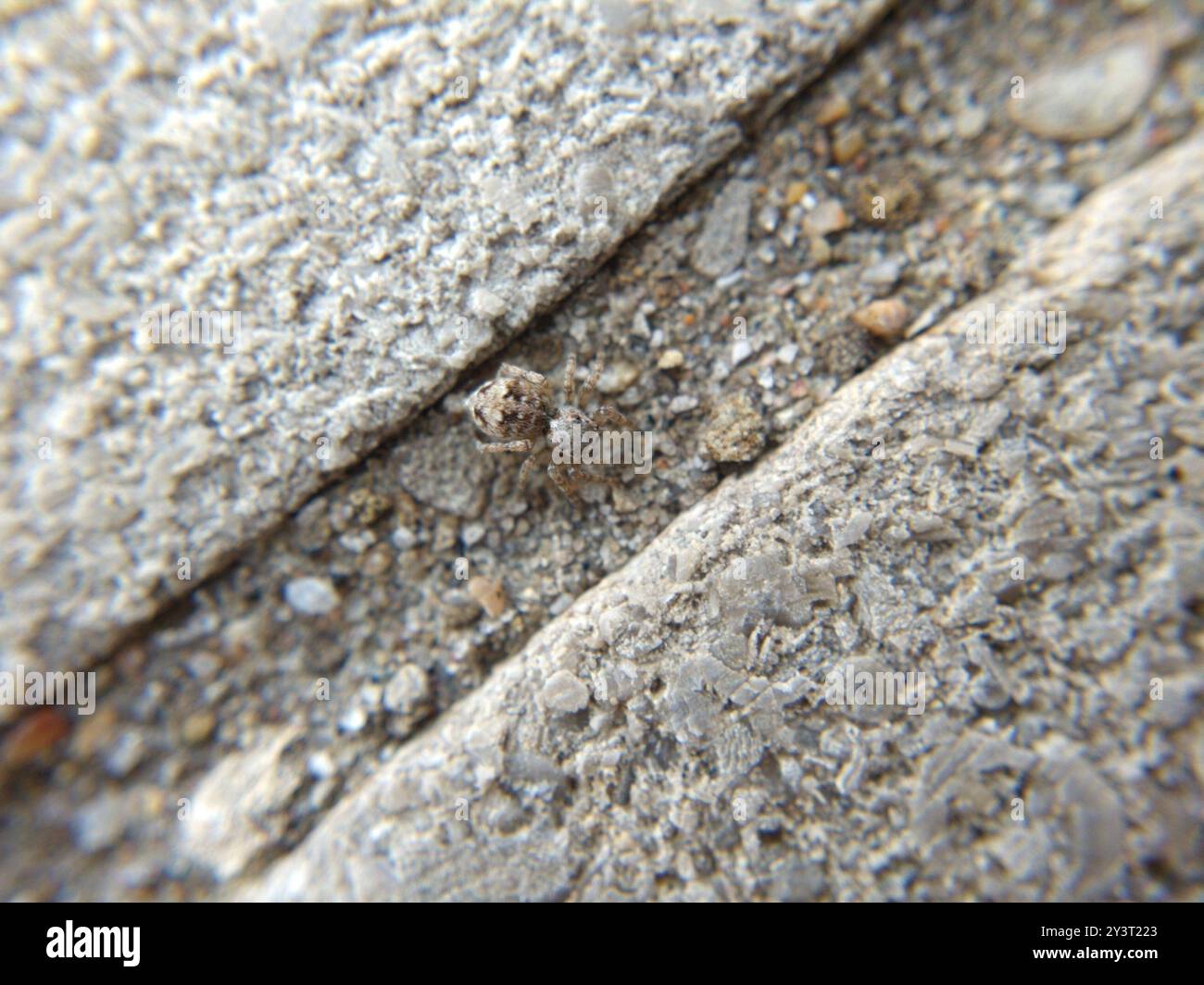 Asiatic Wall Jumping Spider (Attulus fasciger) Arachnida Stock Photo ...