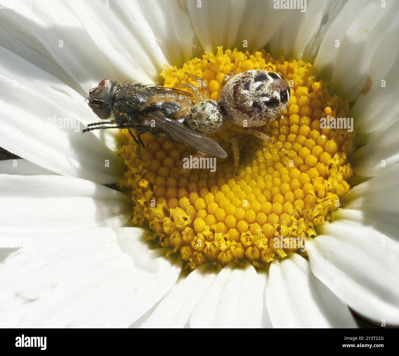 Cluster Flies (Pollenia) Insecta Stock Photo - Alamy