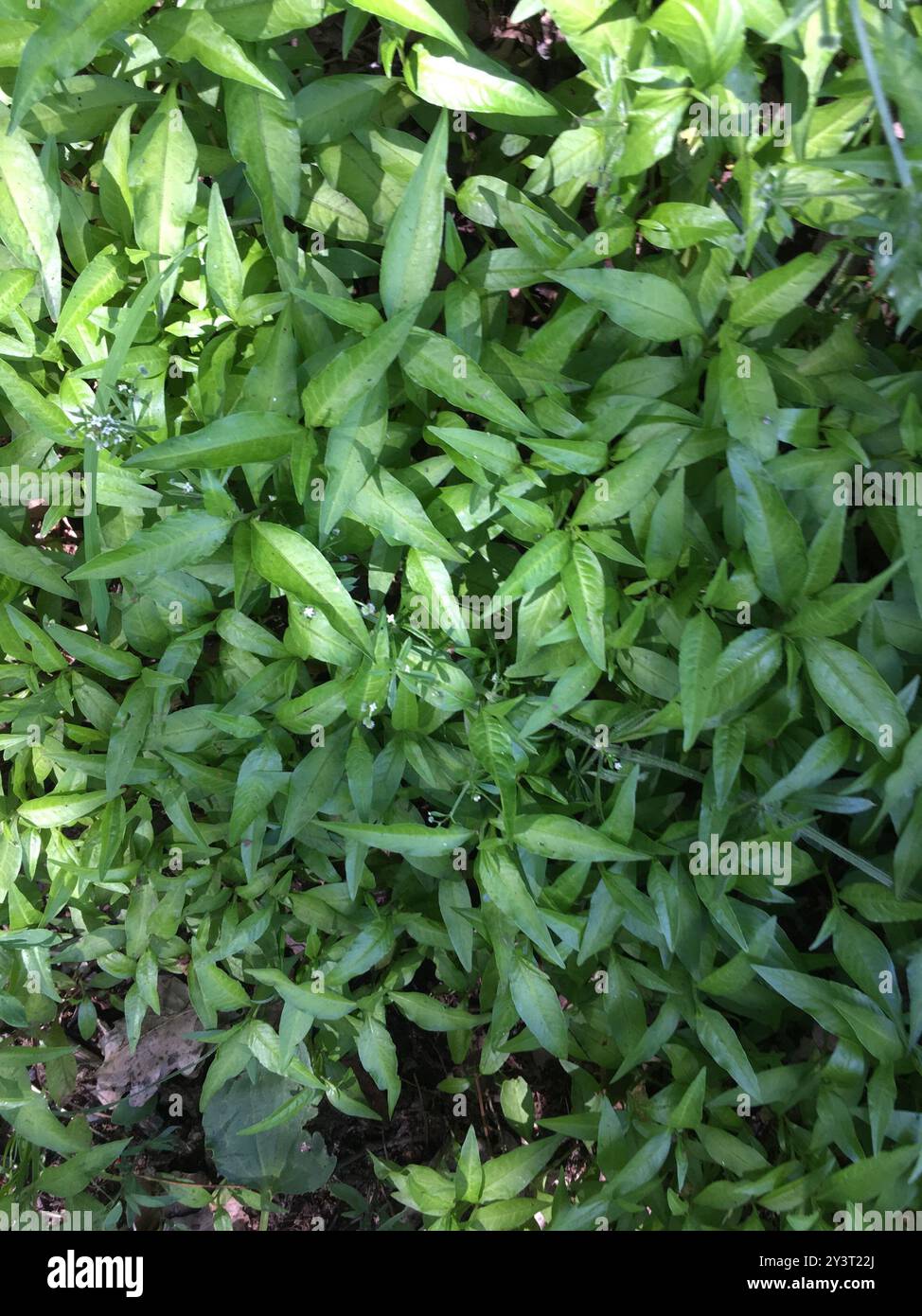 waterpepper (Persicaria hydropiper) Plantae Stock Photo - Alamy