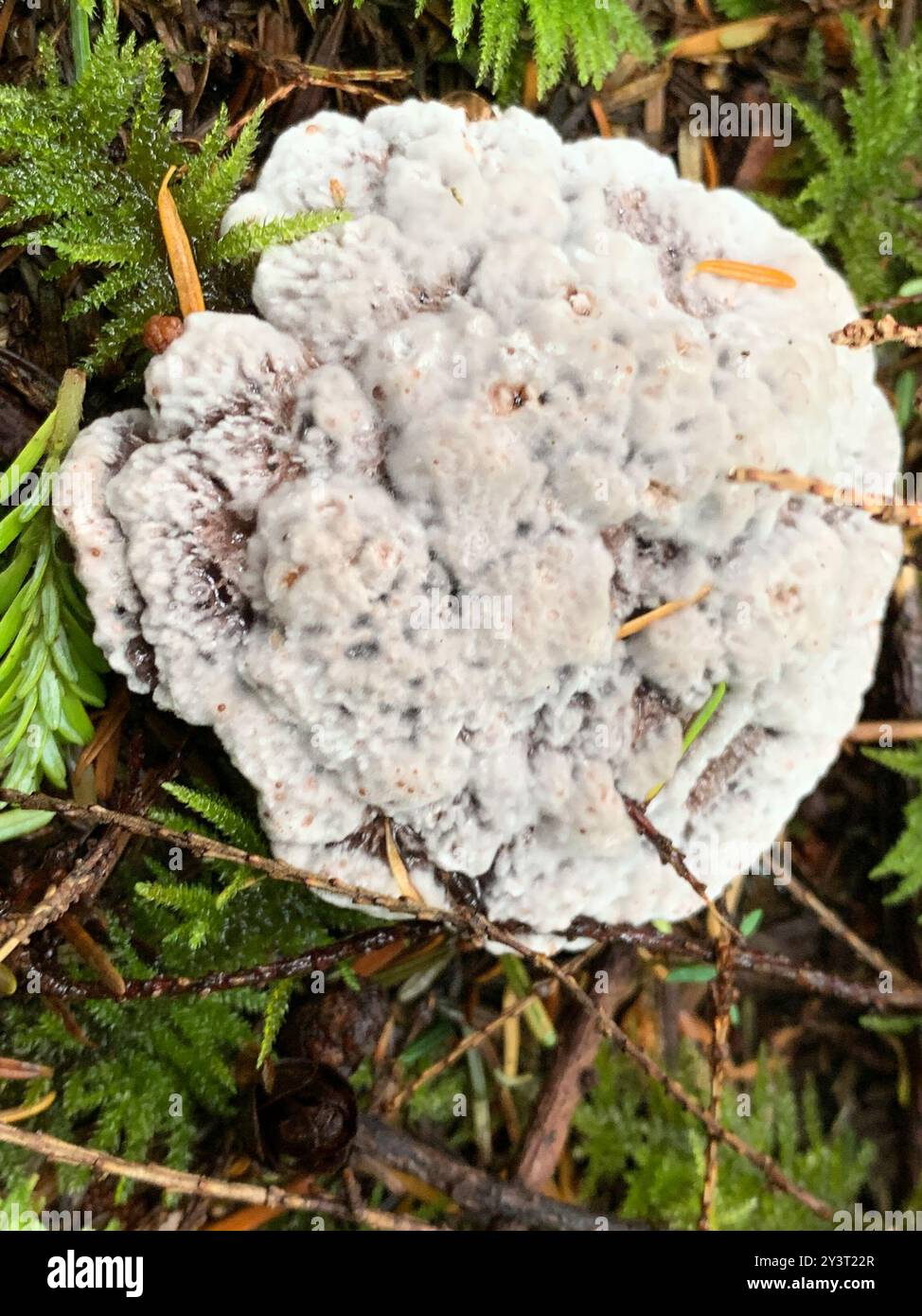 bleeding blue tooth (Hydnellum cyanopodium) Fungi Stock Photo - Alamy