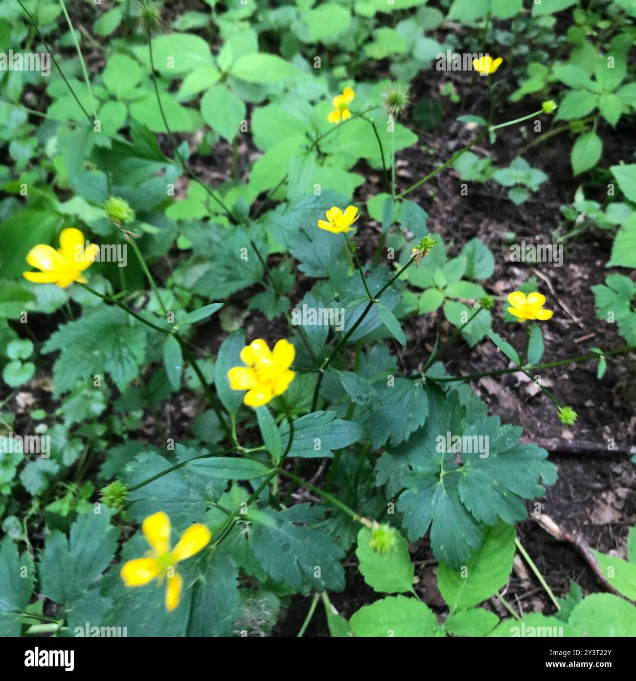 Creeping buttercup (Ranunculus repens) Plantae Stock Photo - Alamy