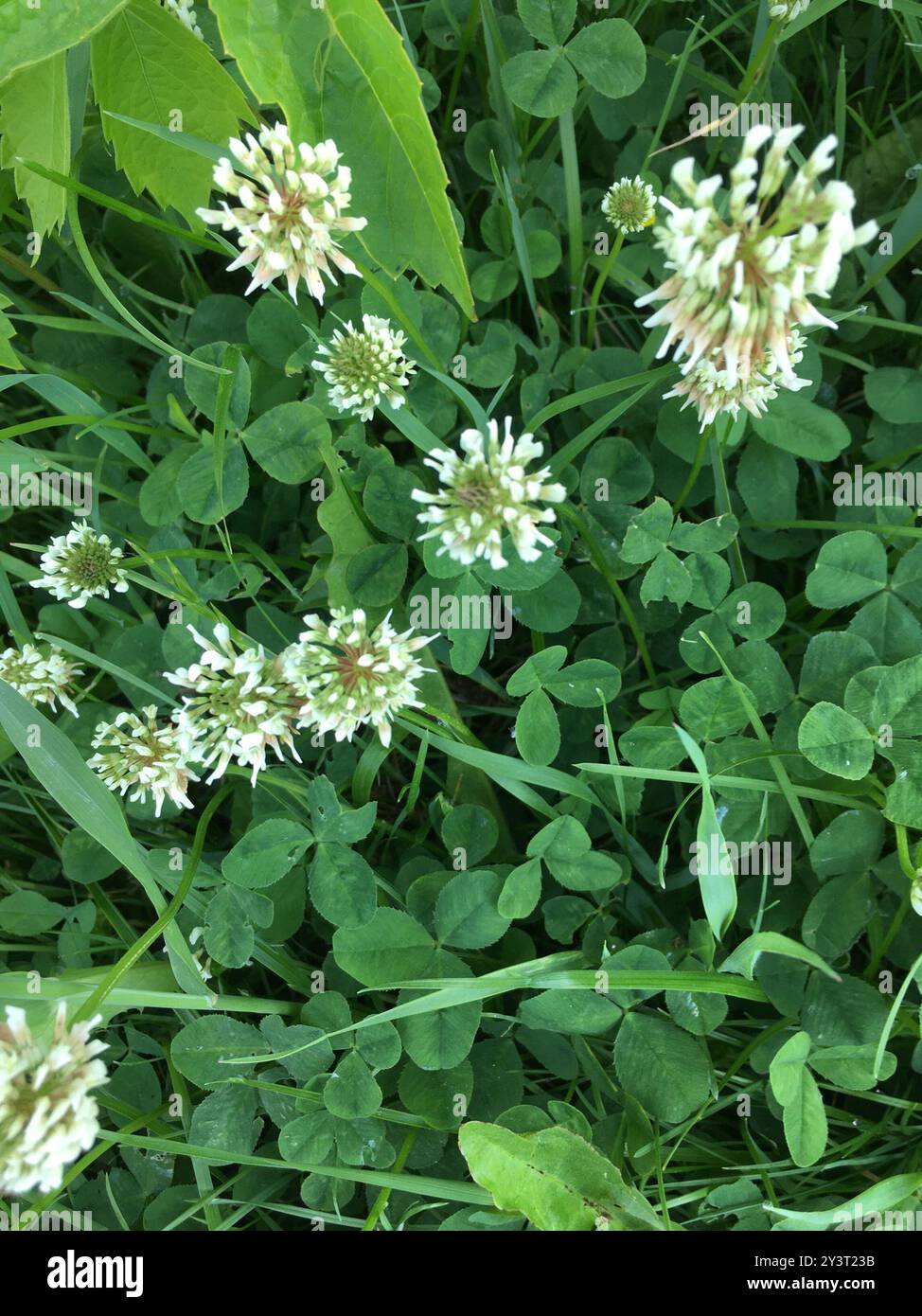 white clover (Trifolium repens) Plantae Stock Photo - Alamy