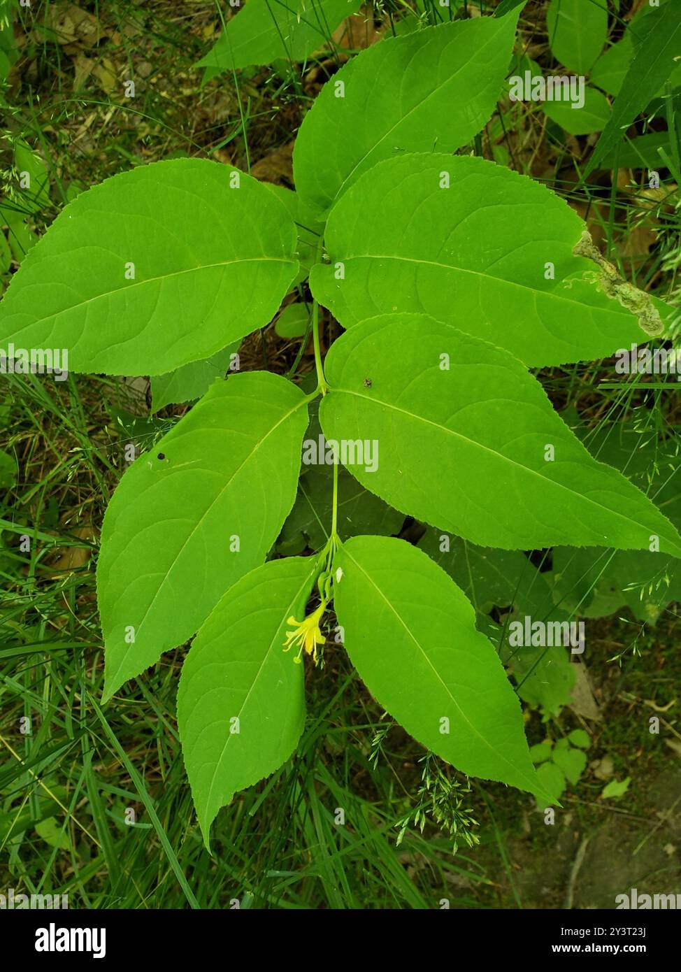 northern bush honeysuckle (Diervilla lonicera) Plantae Stock Photo - Alamy