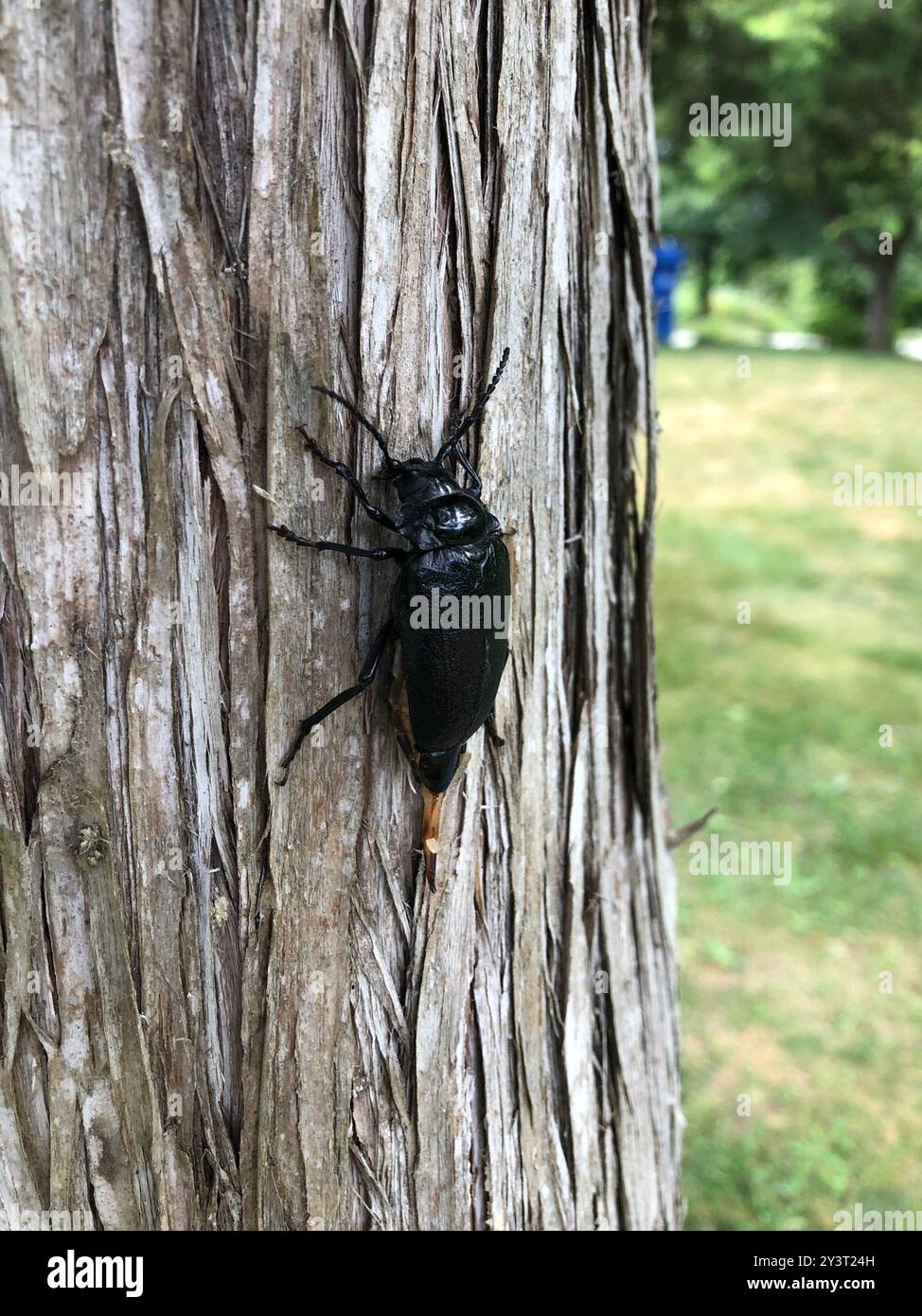 Broad-necked Root Borer (Prionus laticollis) Insecta Stock Photo - Alamy