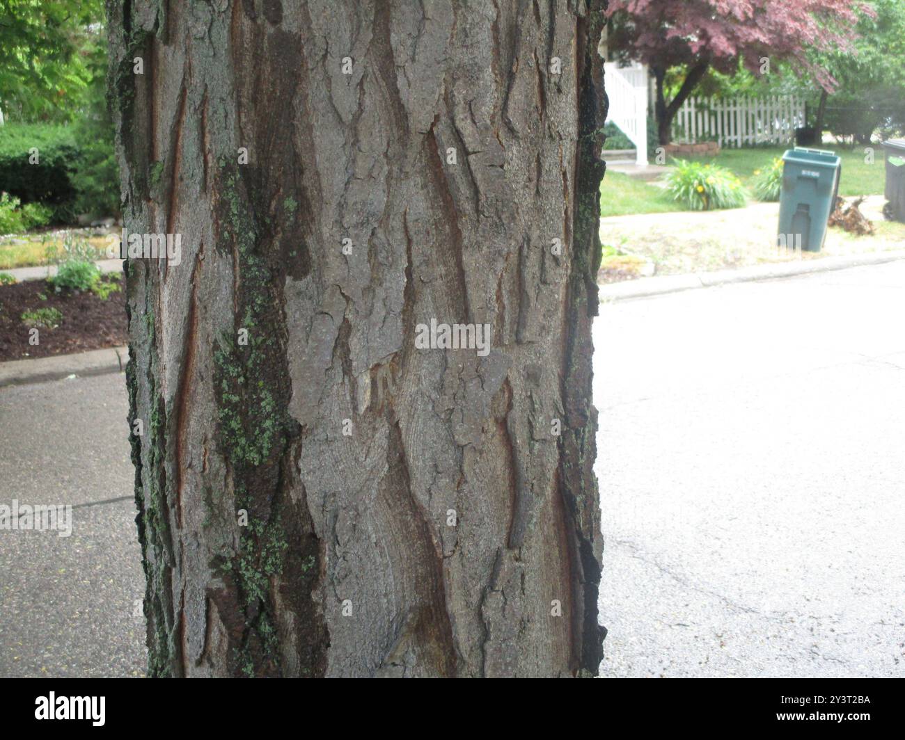 thornless honey locust (Gleditsia triacanthos inermis) Plantae Stock ...