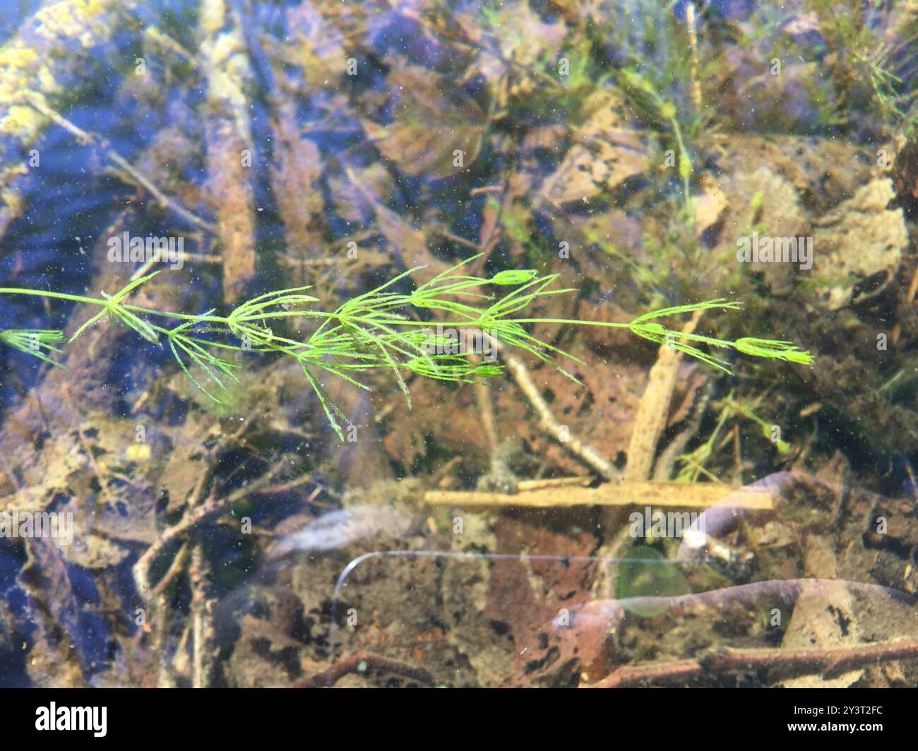 delicate stonewort (Chara virgata) Plantae Stock Photo - Alamy