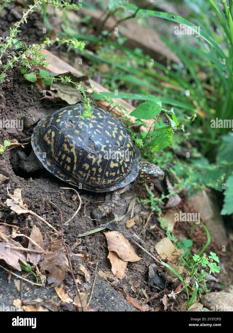 Common Box Turtle (Terrapene carolina) Reptilia Stock Photo - Alamy