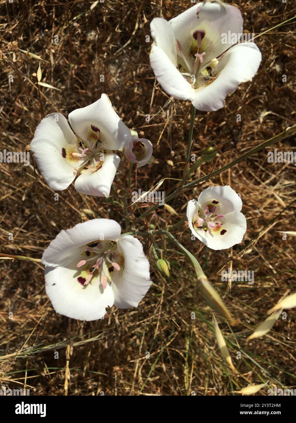 clay mariposa lily (Calochortus argillosus) Plantae Stock Photo - Alamy