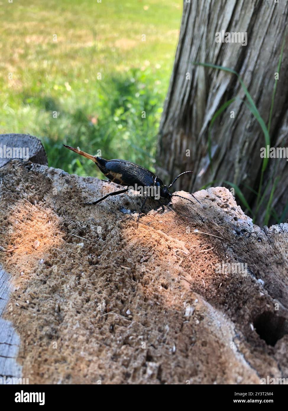 Broad-necked Root Borer (Prionus laticollis) Insecta Stock Photo - Alamy