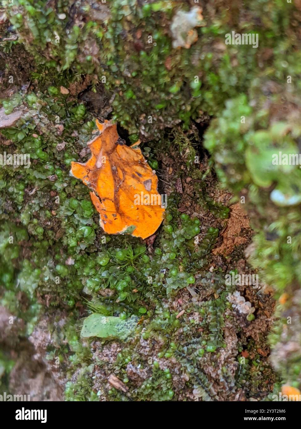 Chocolate Chip Lichen (Solorina crocea) Fungi Stock Photo - Alamy
