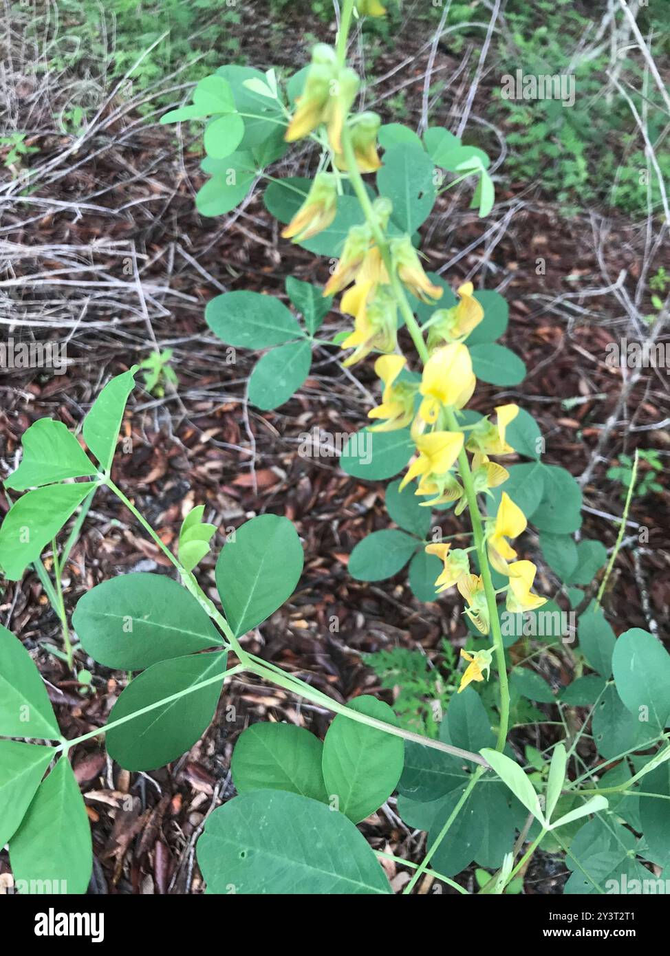 Streaked Rattlepod (Crotalaria pallida) Plantae Stock Photo - Alamy