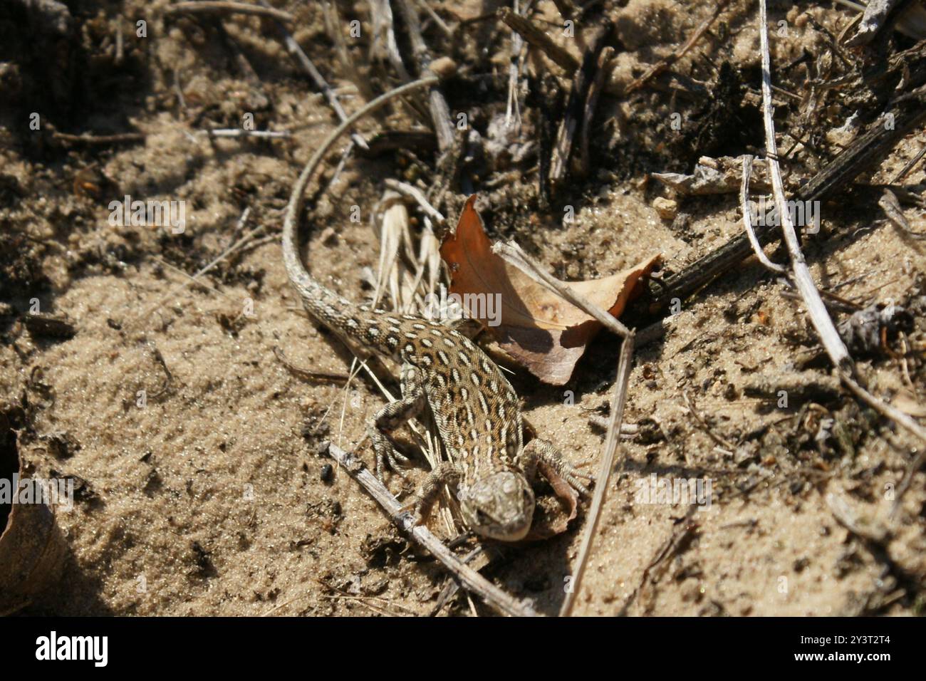 (Eremias arguta deserti) Reptilia Stock Photo - Alamy