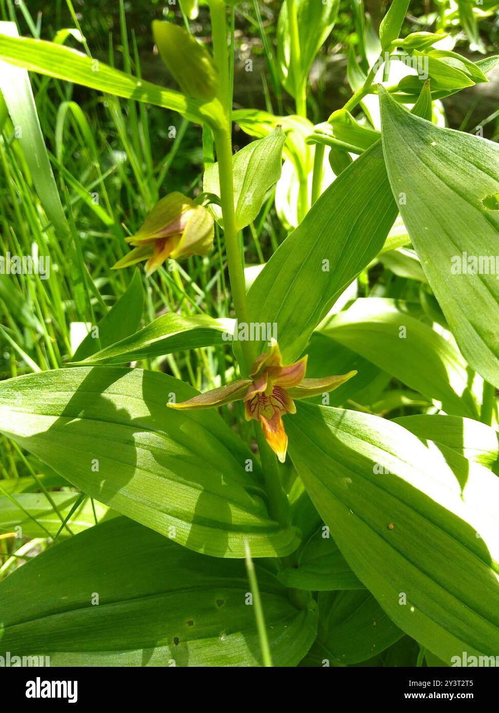 Stream Orchid (Epipactis gigantea) Plantae Stock Photo - Alamy