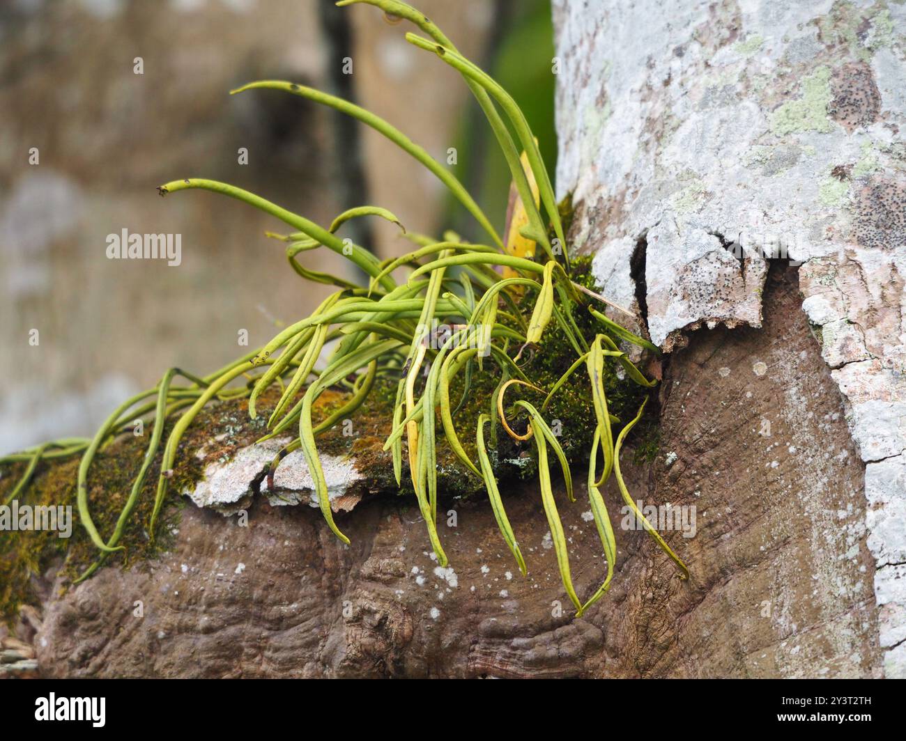 Weeping Fern (Lepisorus thunbergianus) Plantae Stock Photo - Alamy