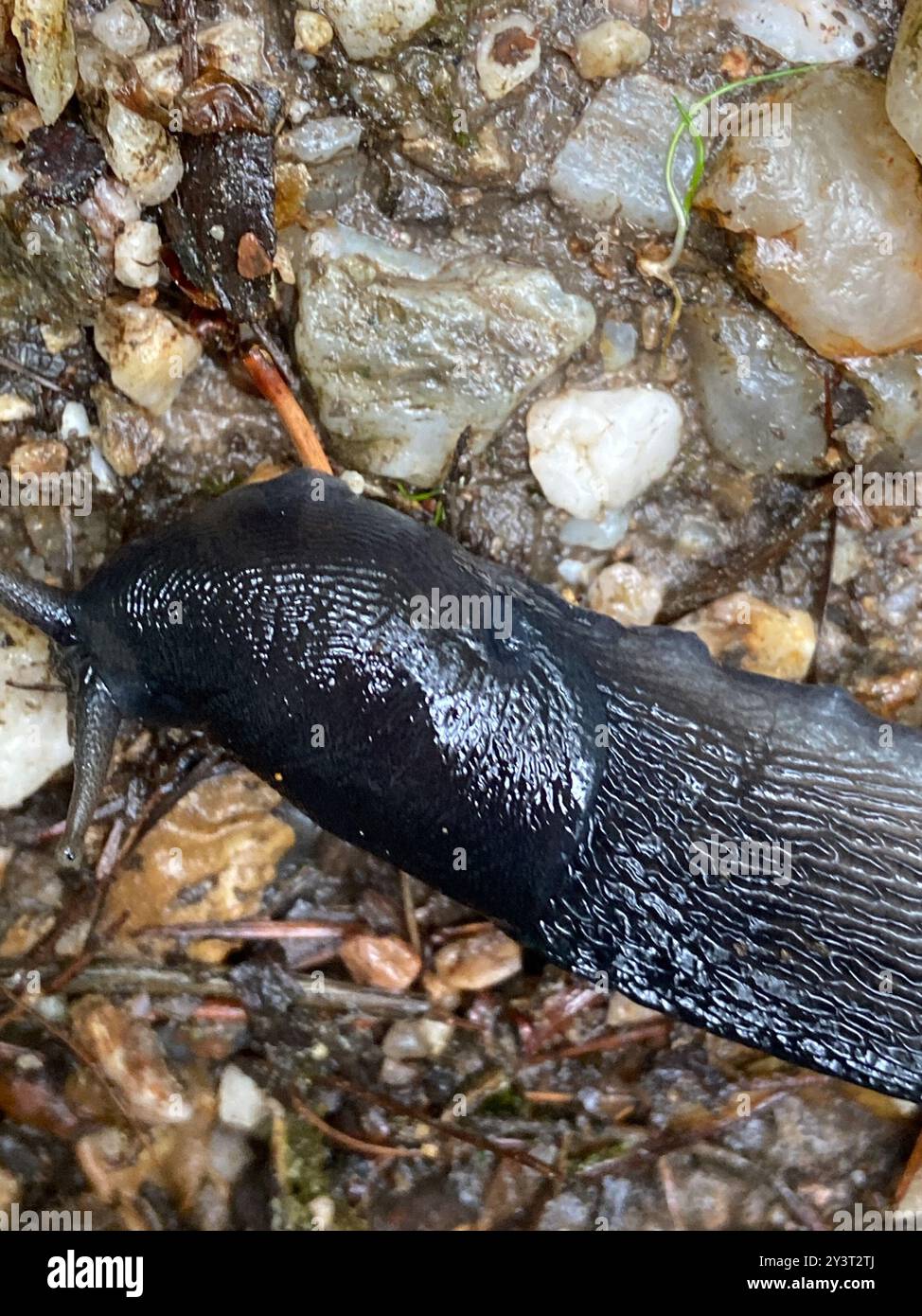 Ash-black Slug (Limax cinereoniger) Mollusca Stock Photo - Alamy