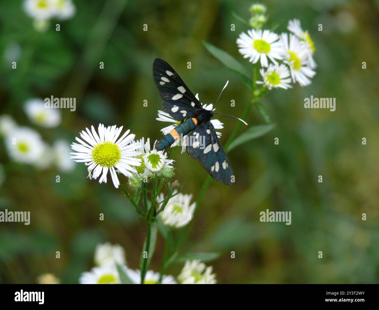 Nine-spotted Moth (Amata phegea) Insecta Stock Photo - Alamy