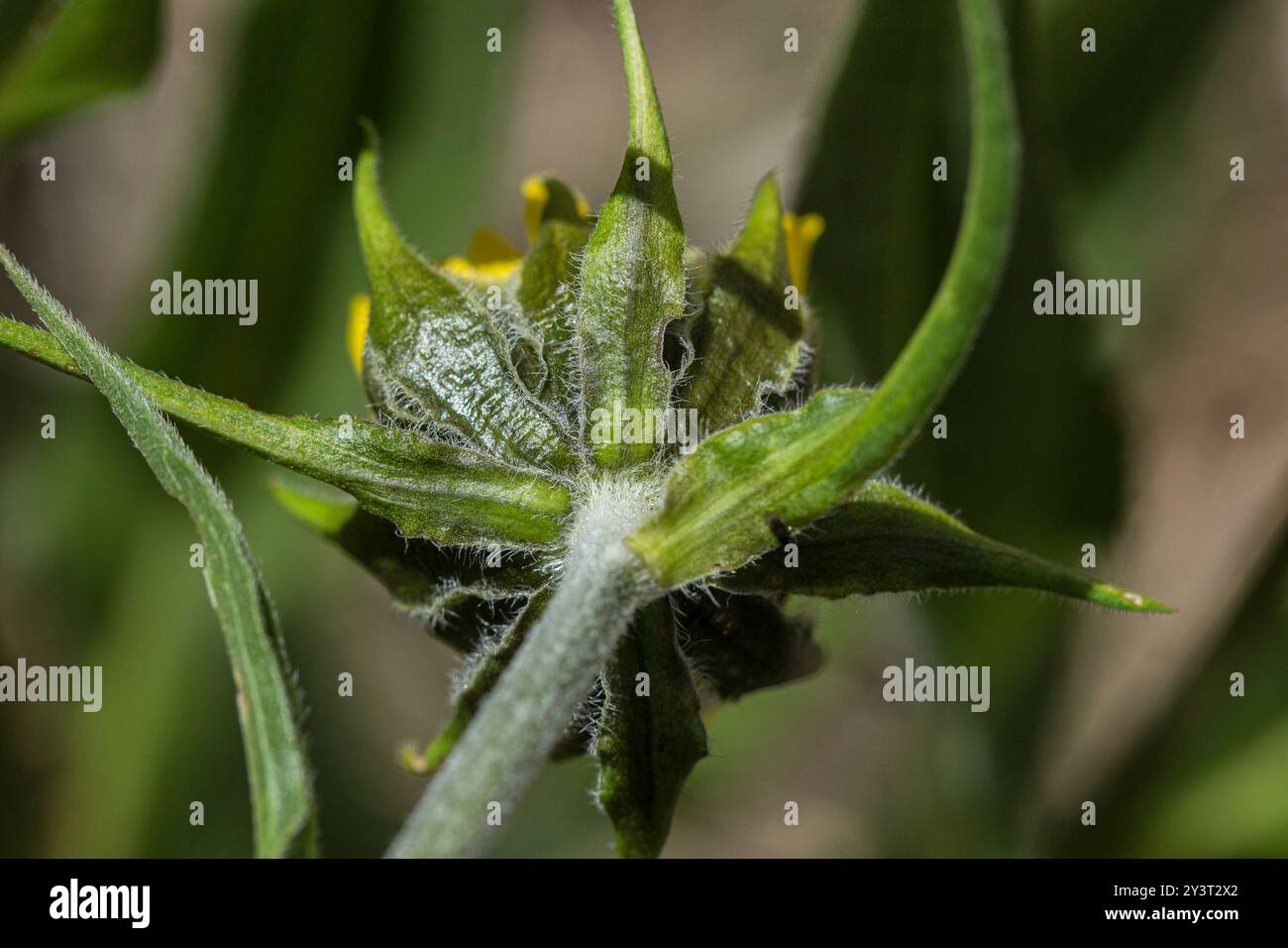 Nodding Dwarf Sunflower (Helianthella quinquenervis) Plantae Stock ...