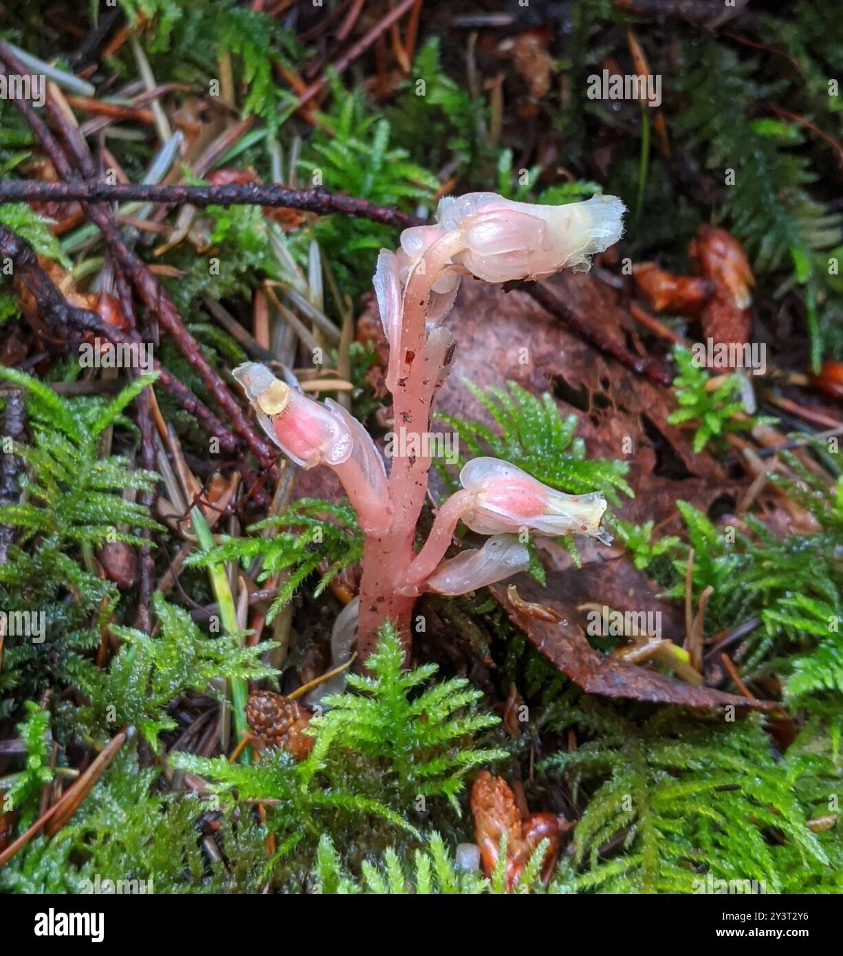 pinesap (Monotropa hypopitys) Plantae Stock Photo - Alamy