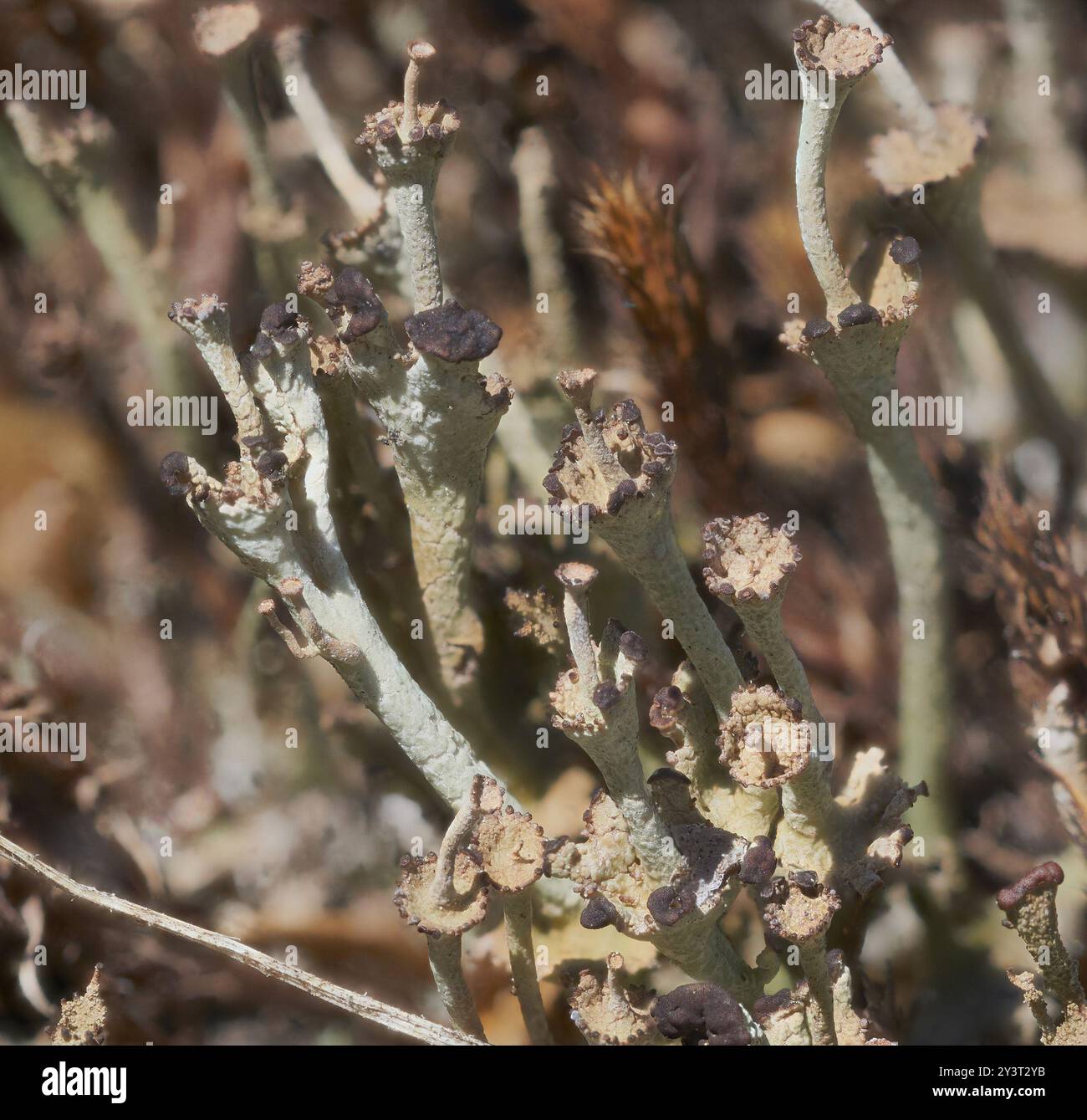 Ladder Lichen (Cladonia verticillata) Fungi Stock Photo - Alamy