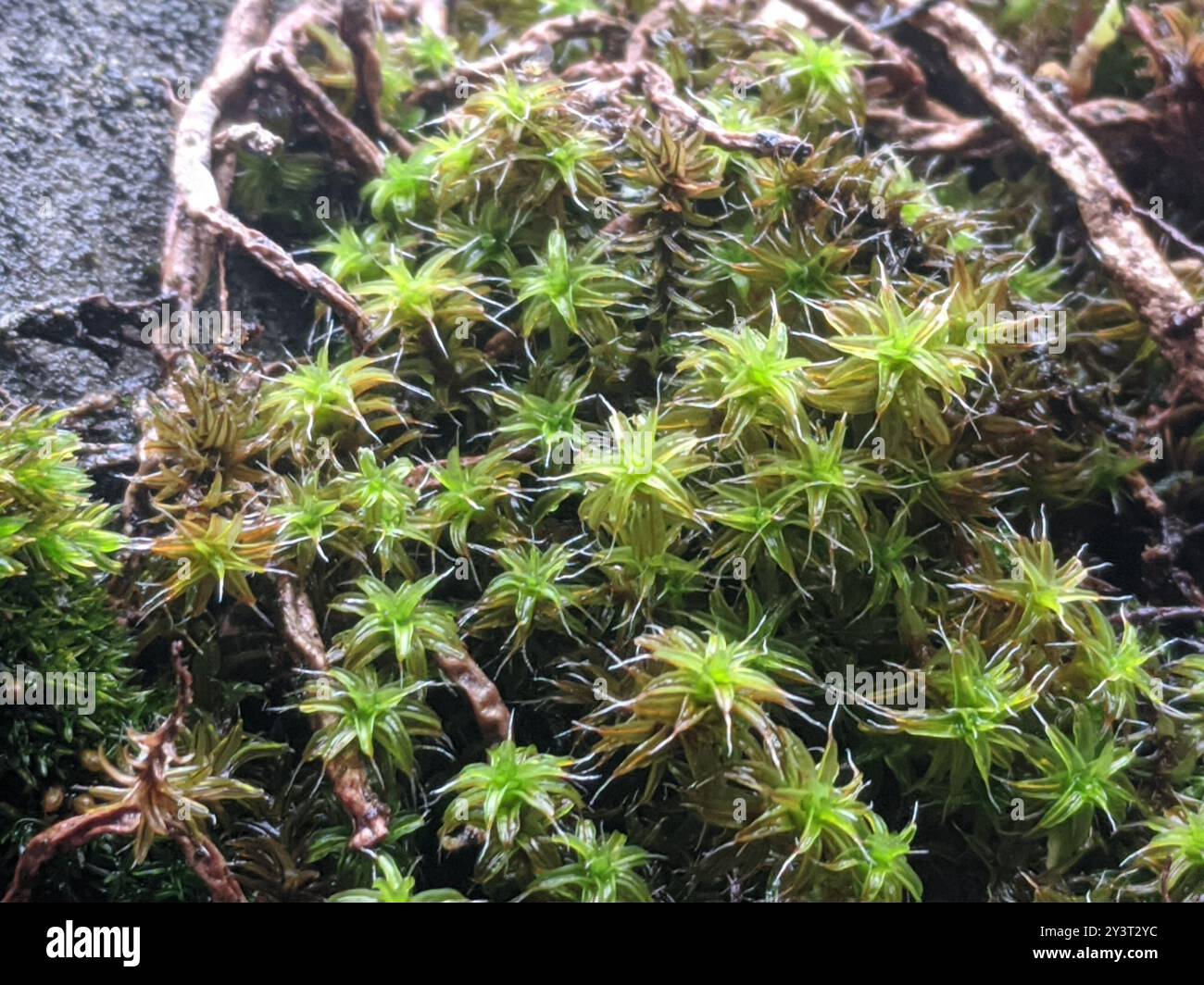 Star Moss (Syntrichia ruralis) Plantae Stock Photo - Alamy