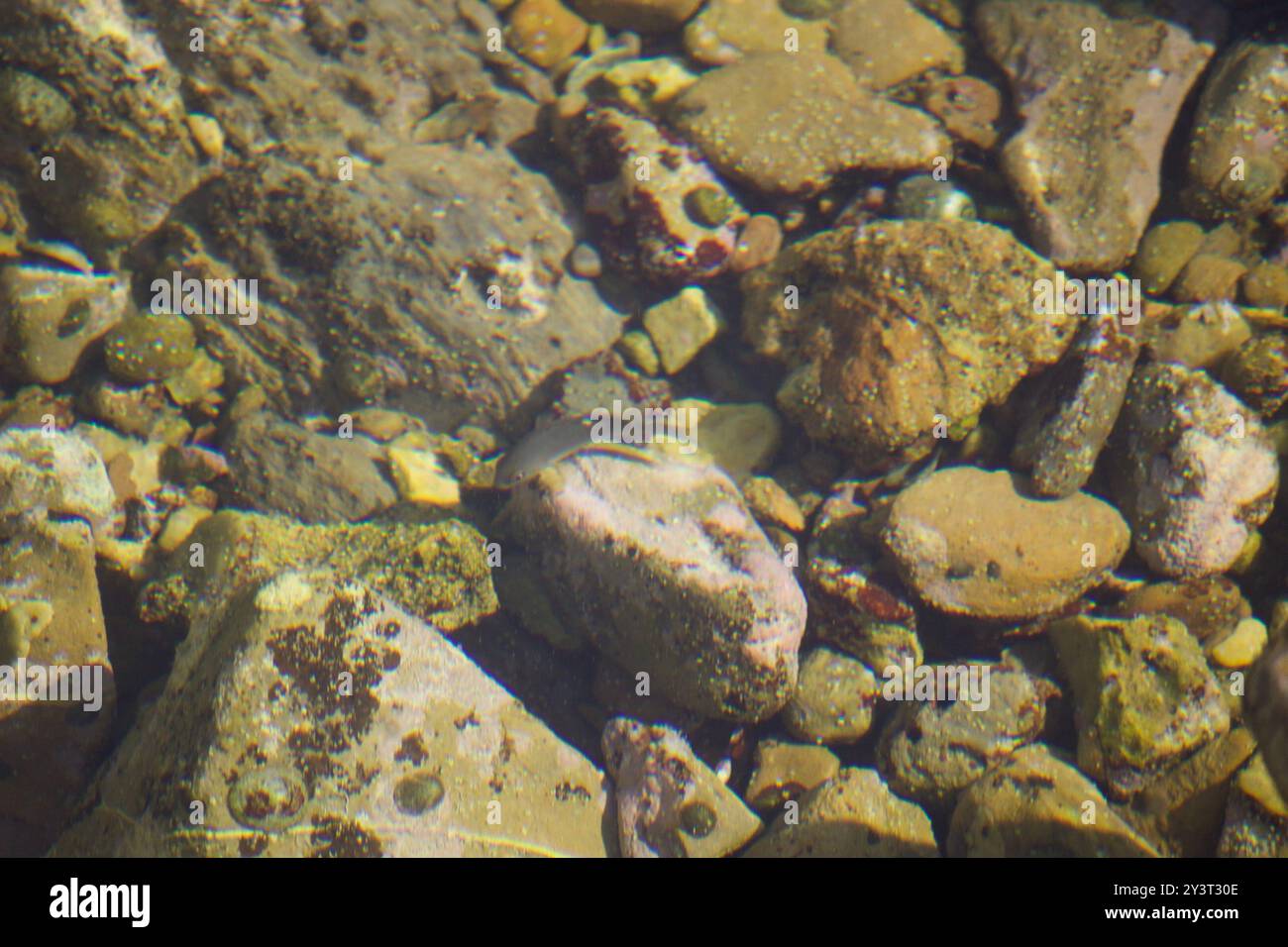 Opaleye (Girella nigricans) Actinopterygii Stock Photo - Alamy