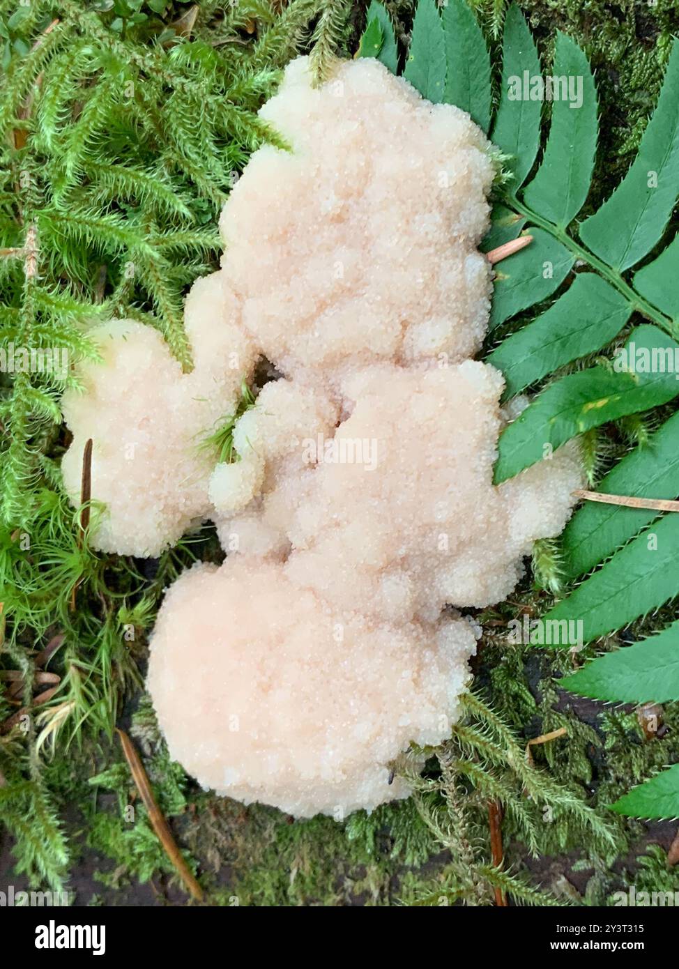 true slime molds (Myxomycetes) Protozoa Stock Photo - Alamy