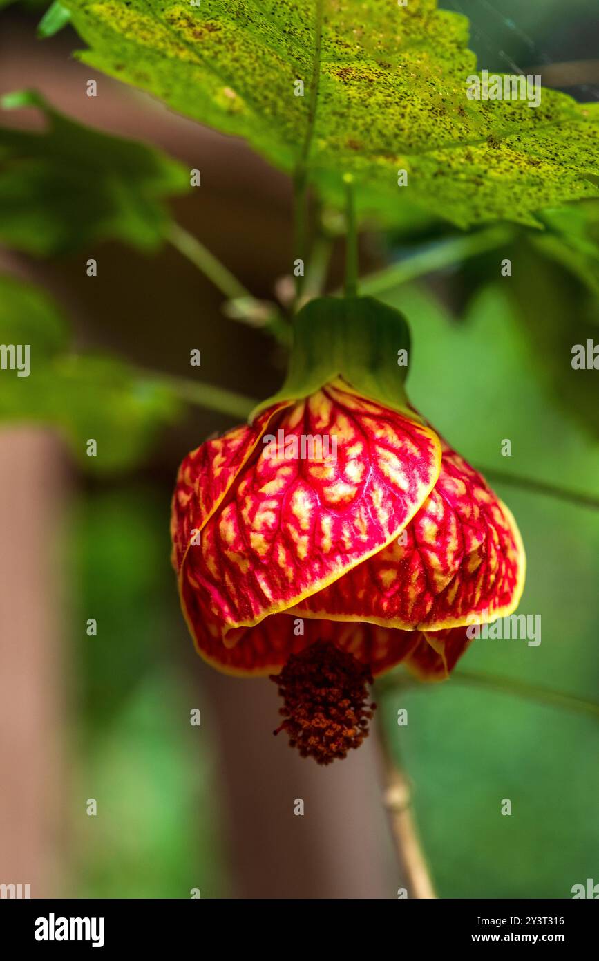 abutilon pictum flower Stock Photo - Alamy