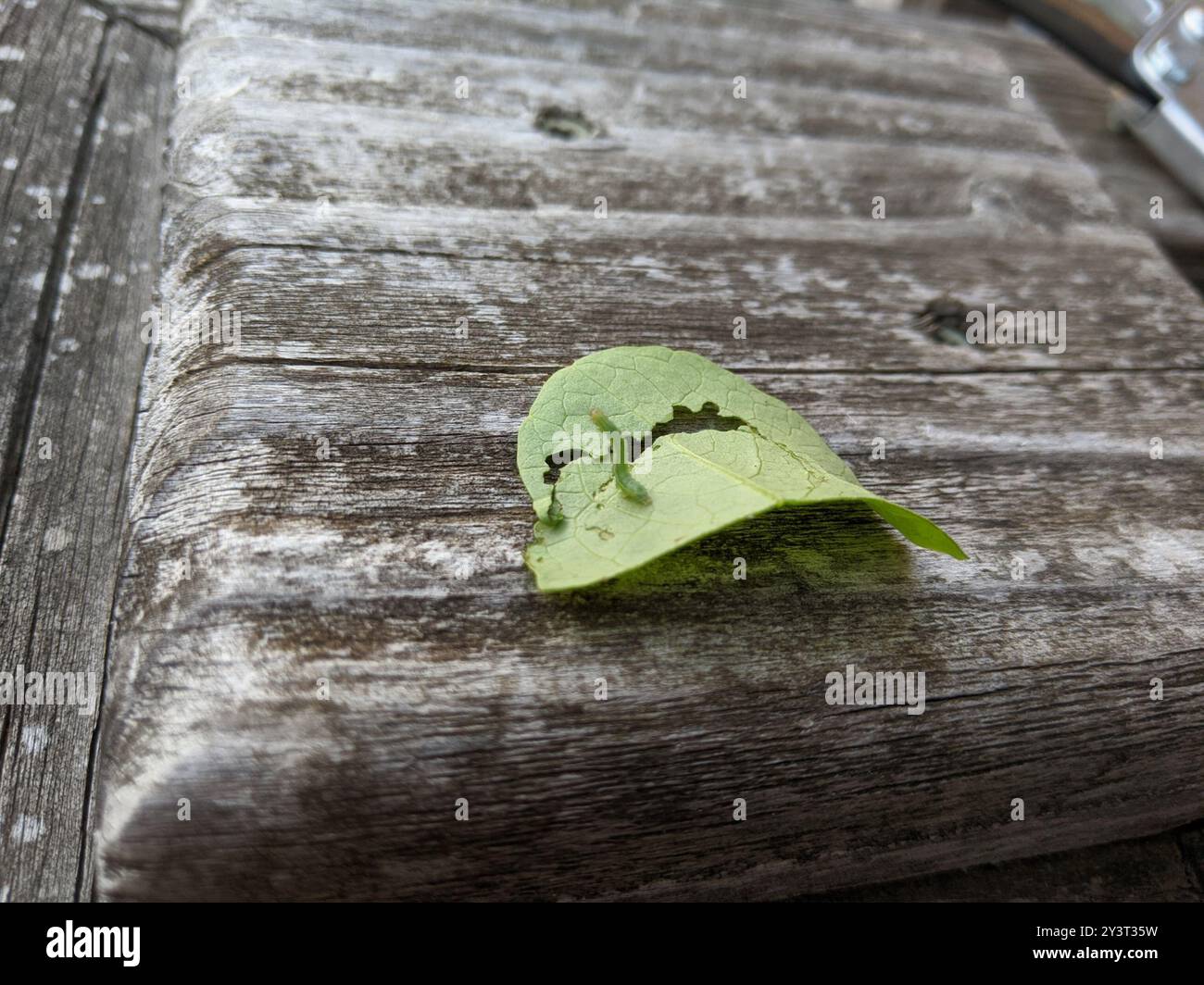 Plusiine Looper Moths (Plusiinae) Insecta Stock Photo - Alamy