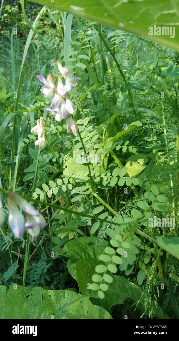 Wood Vetch (Vicia sylvatica) Plantae Stock Photo - Alamy