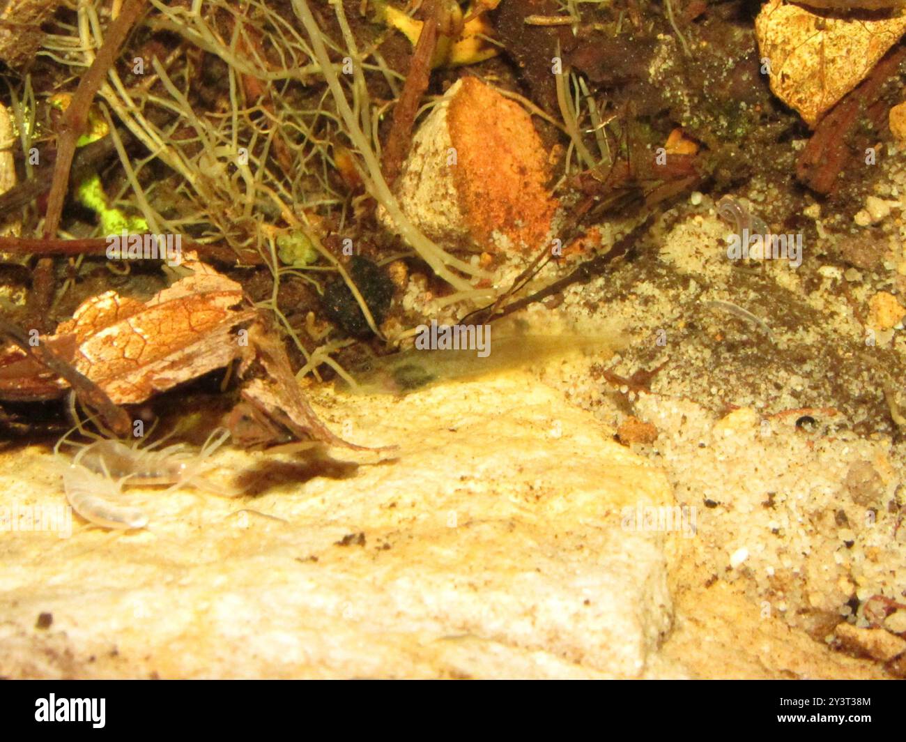 Table Mountain Ghost Frog (Heleophryne rosei) Amphibia Stock Photo - Alamy