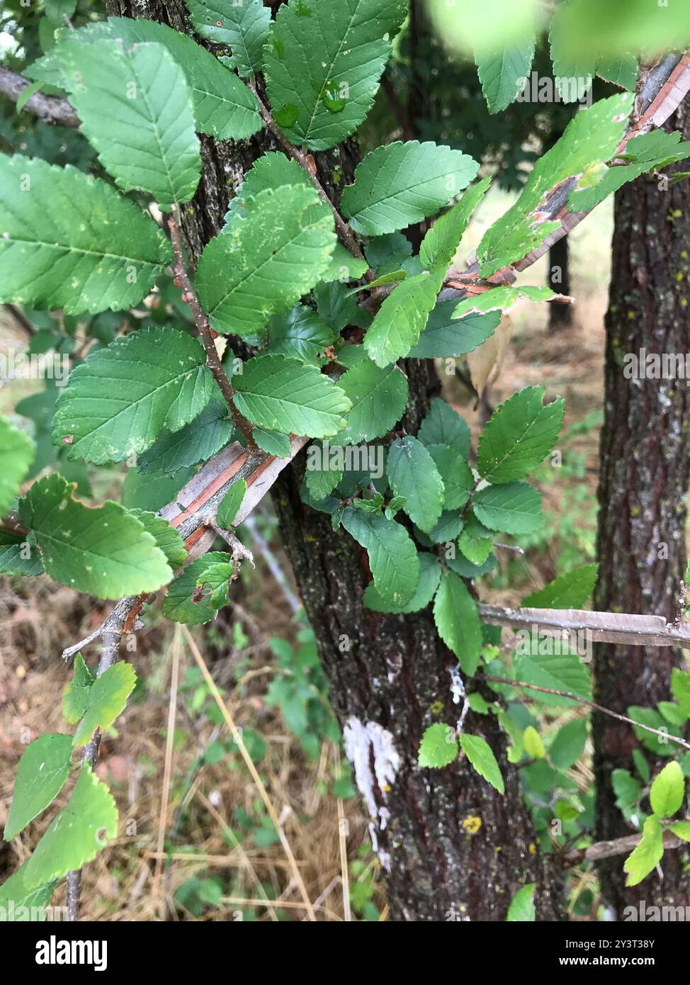 Cedar Elm (Ulmus crassifolia) Plantae Stock Photo - Alamy