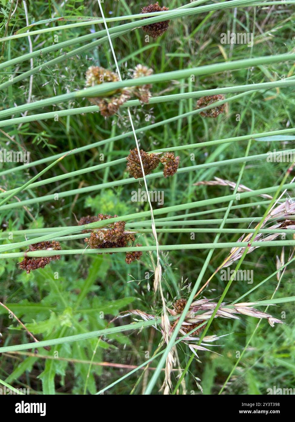 Compact rush juncus conglomeratus hi-res stock photography and images ...