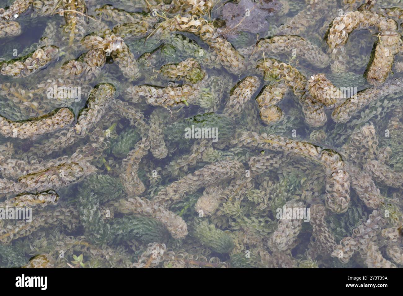 Curly Waterweed (Lagarosiphon major) Plantae Stock Photo - Alamy