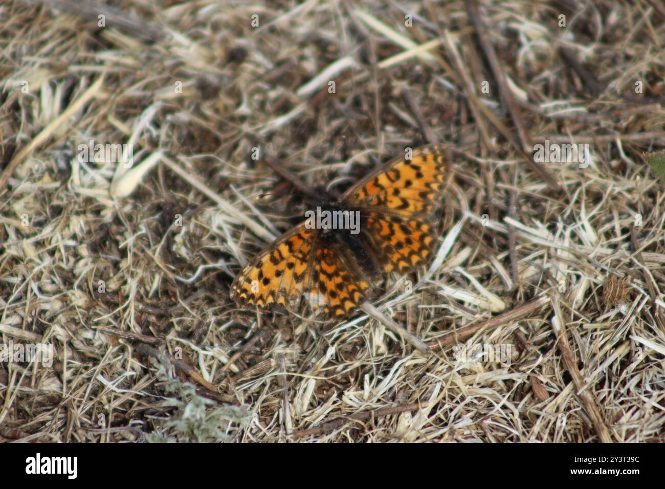 Lesser Spotted Fritillary (Melitaea trivia) Insecta Stock Photo - Alamy