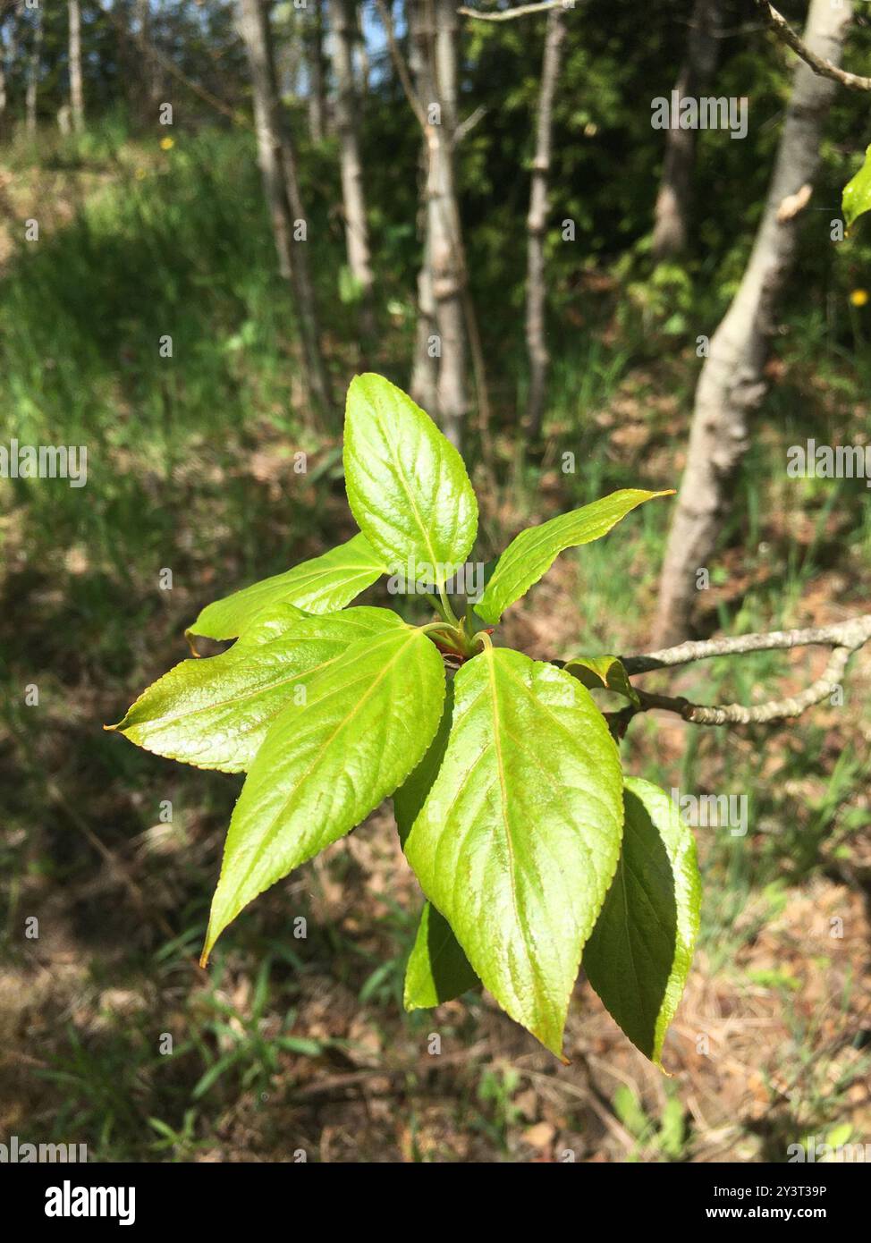 balsam poplar (Populus balsamifera) Plantae Stock Photo - Alamy