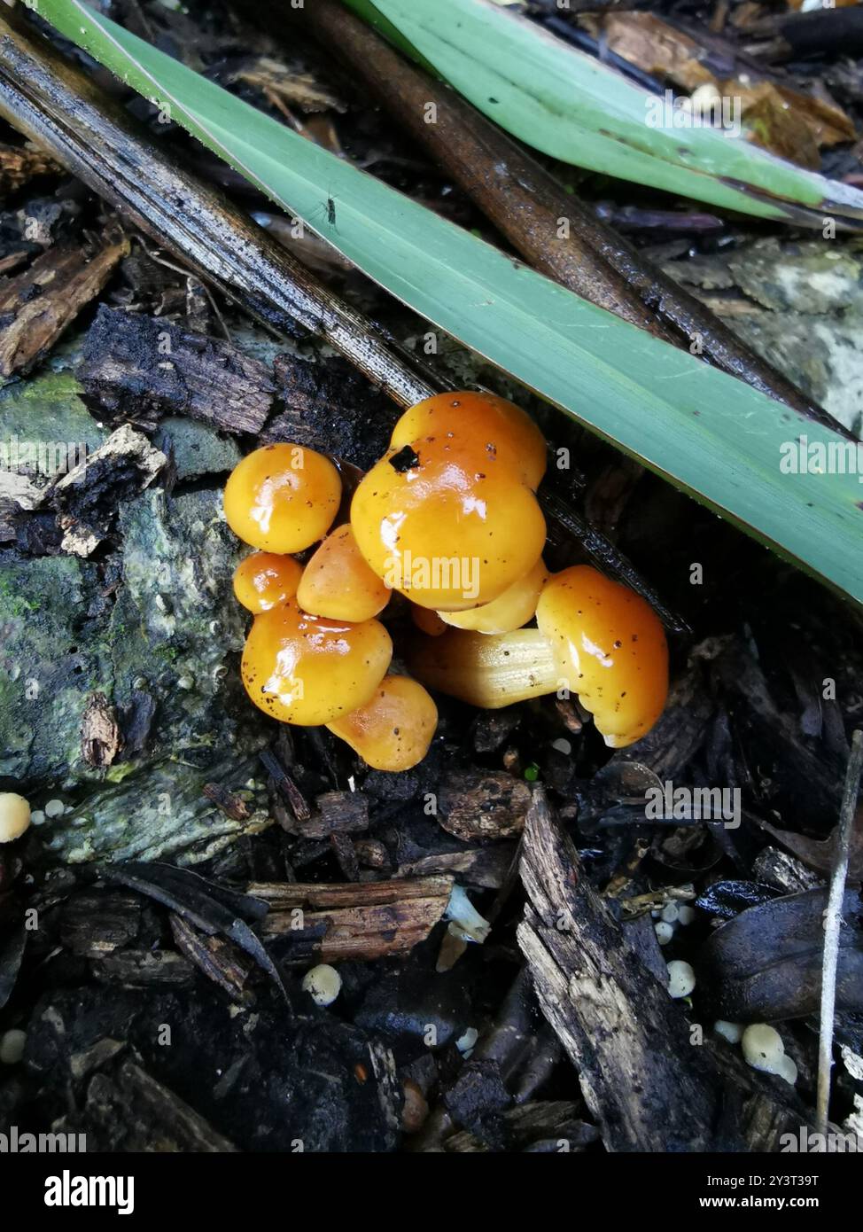 Velvet Foot (Flammulina velutipes) Fungi Stock Photo - Alamy