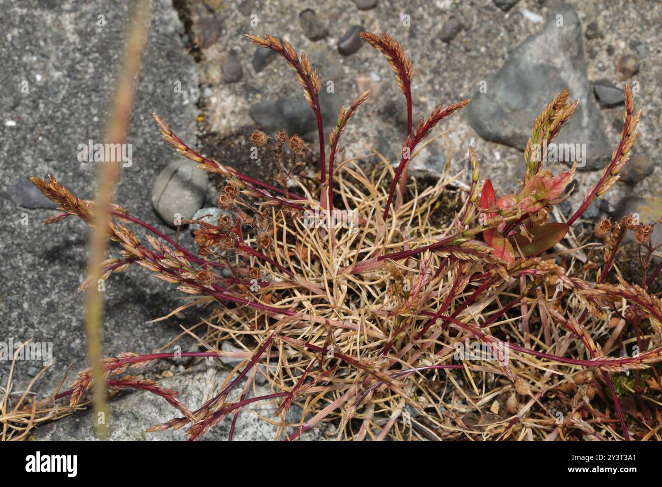 Sea Fern-grass (Catapodium marinum) Plantae Stock Photo - Alamy