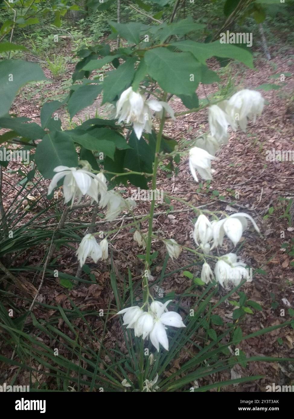 common yucca (Yucca filamentosa) Plantae Stock Photo - Alamy