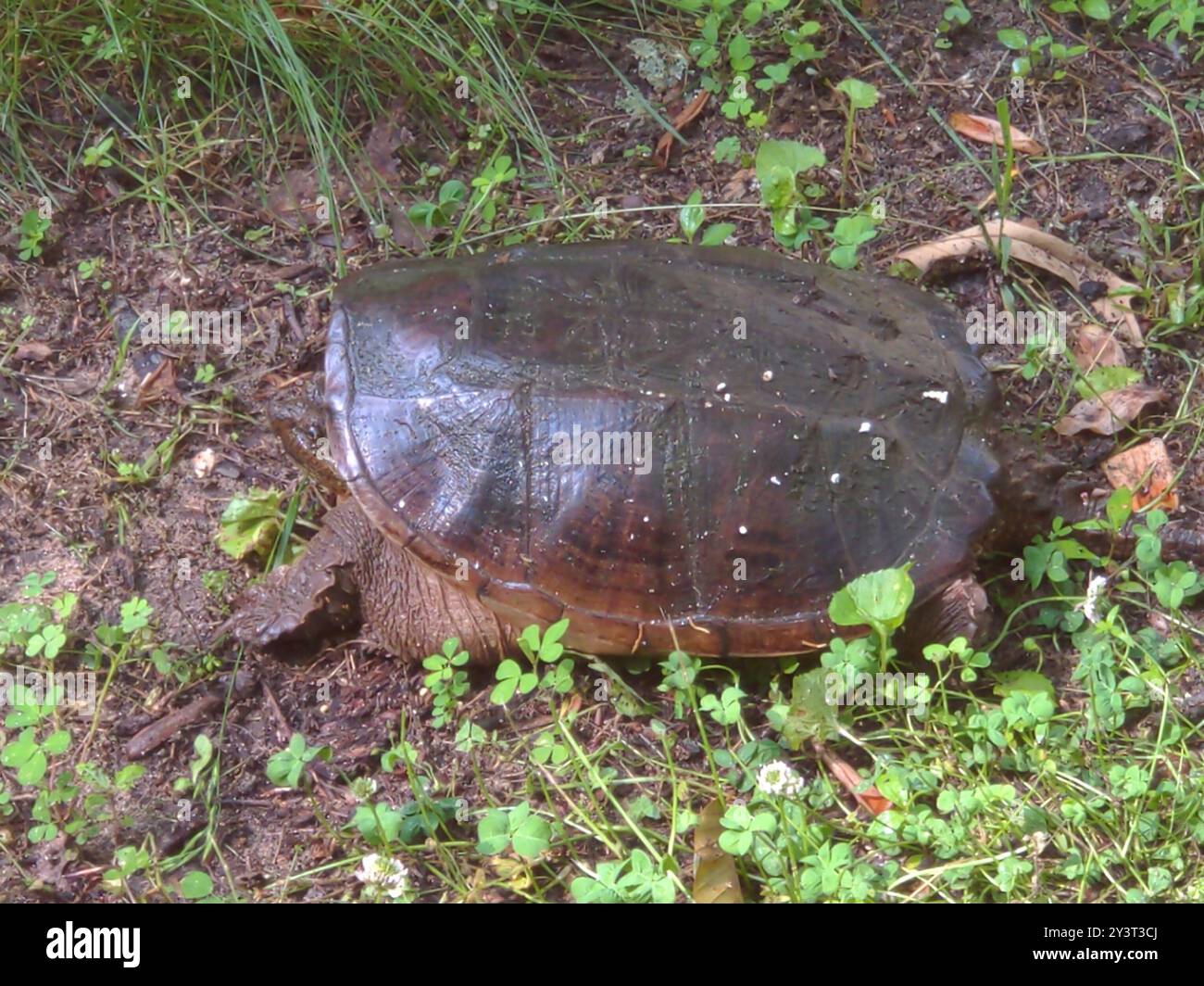 Common Snapping Turtle (Chelydra serpentina) Reptilia Stock Photo - Alamy