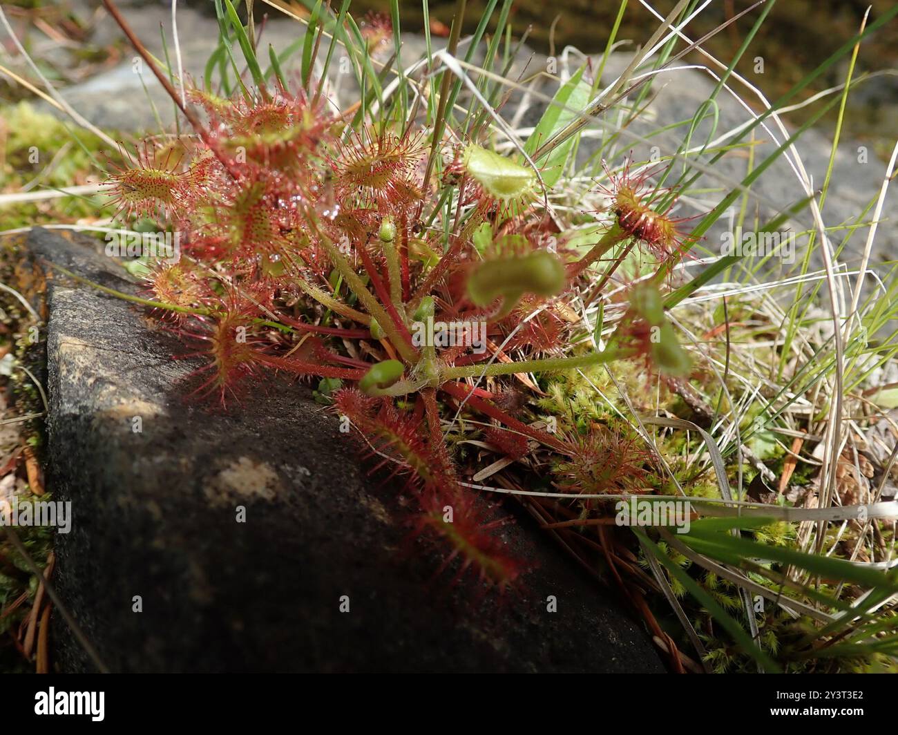 round-leaved sundew (Drosera rotundifolia) Plantae Stock Photo - Alamy